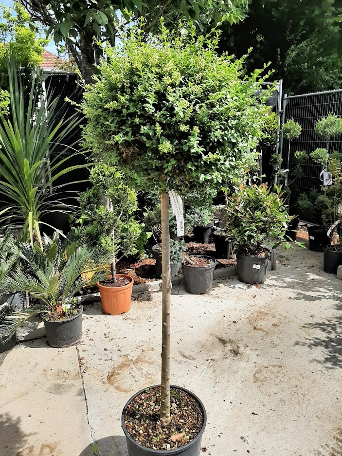 Ligustrum Jonandrum Dt 120 cm Boule 35 cmtest