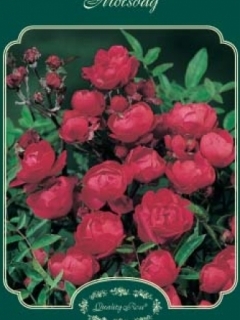 Koster (miniatures) test